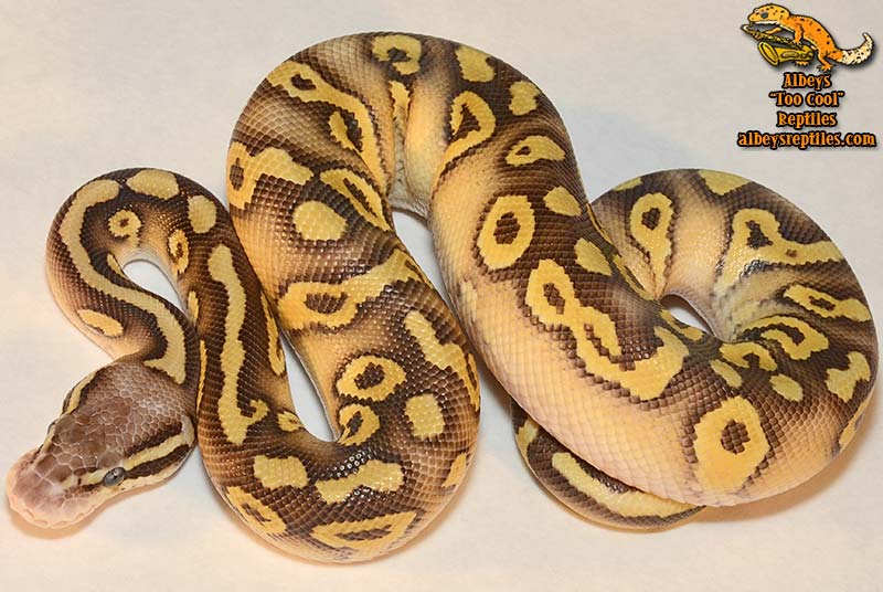 Available Ball Pythons