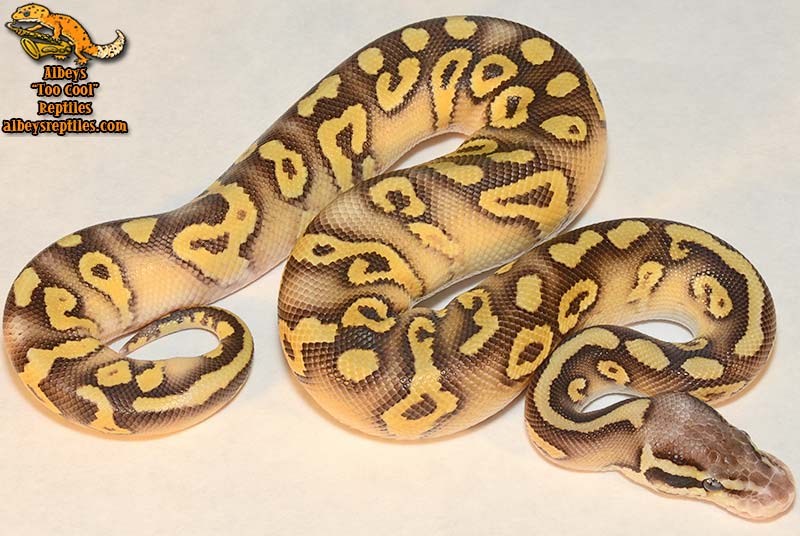 Available Ball Pythons