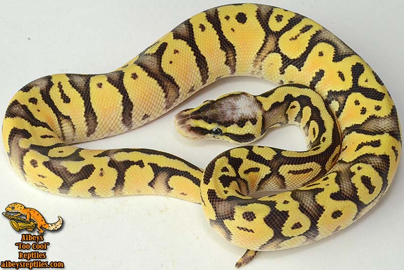 Available Ball Pythons