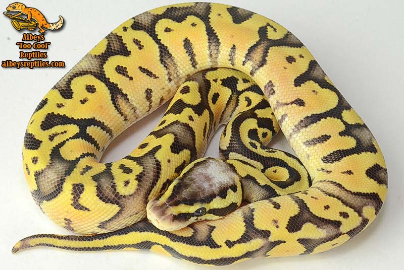 Available Ball Pythons