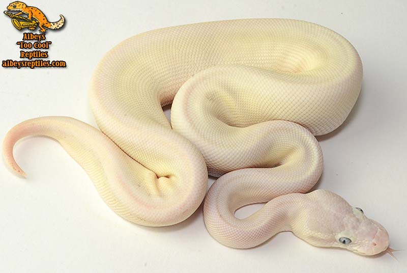 Available Ball Pythons