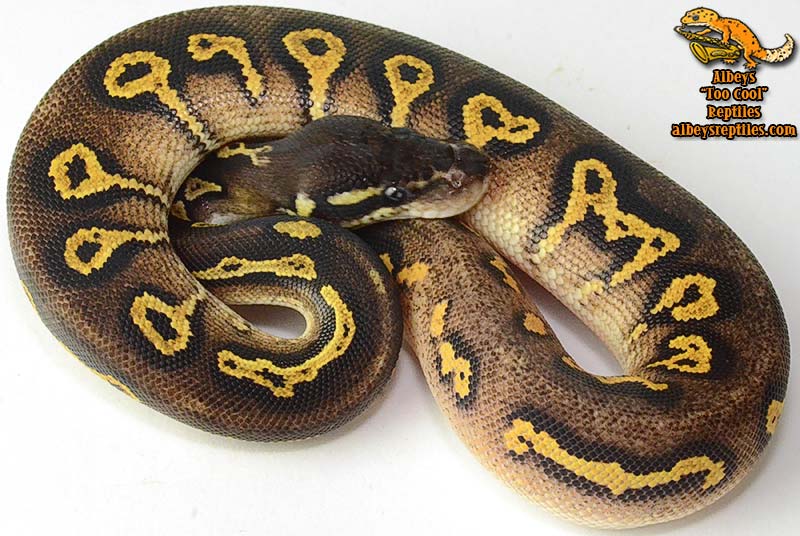 Available Ball Pythons