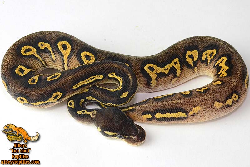Available Ball Pythons