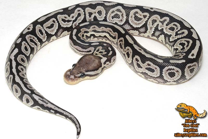 Available Ball Pythons