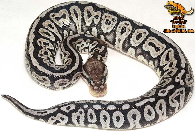 Available Ball Pythons
