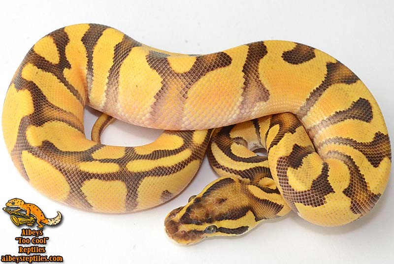 Available Ball Pythons