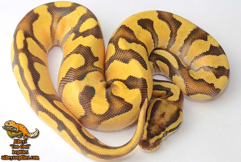 Available Ball Pythons